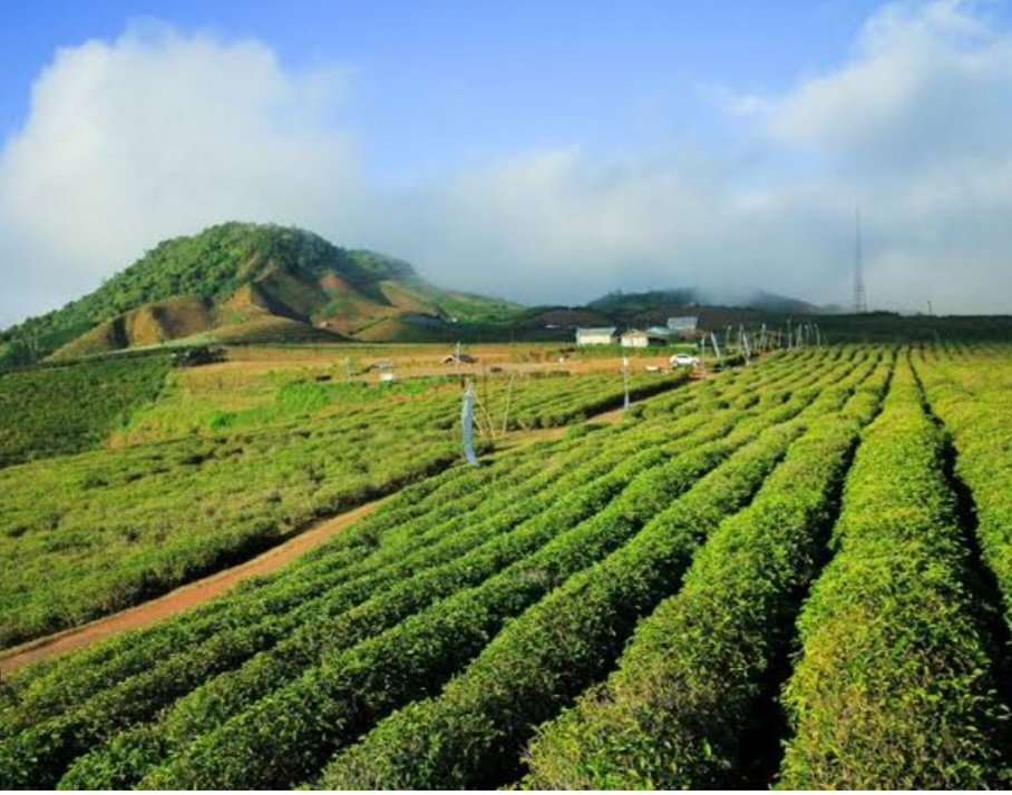 Kebun Teh: Surga Wisata yang Menawan di Gowa - Menitnews.com